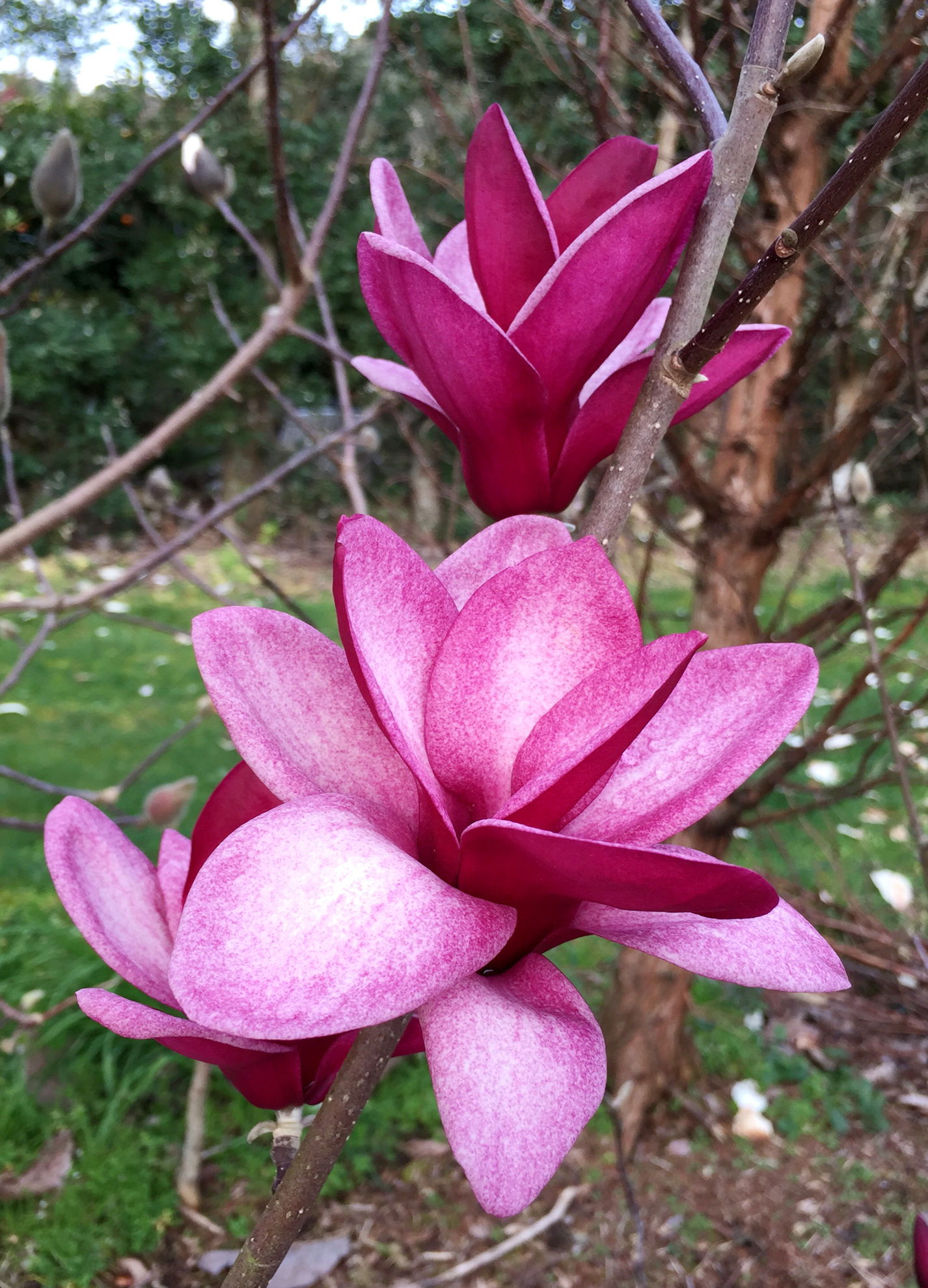 Magnolia MGSTA2009 (Starburst) PBR | Breederplants