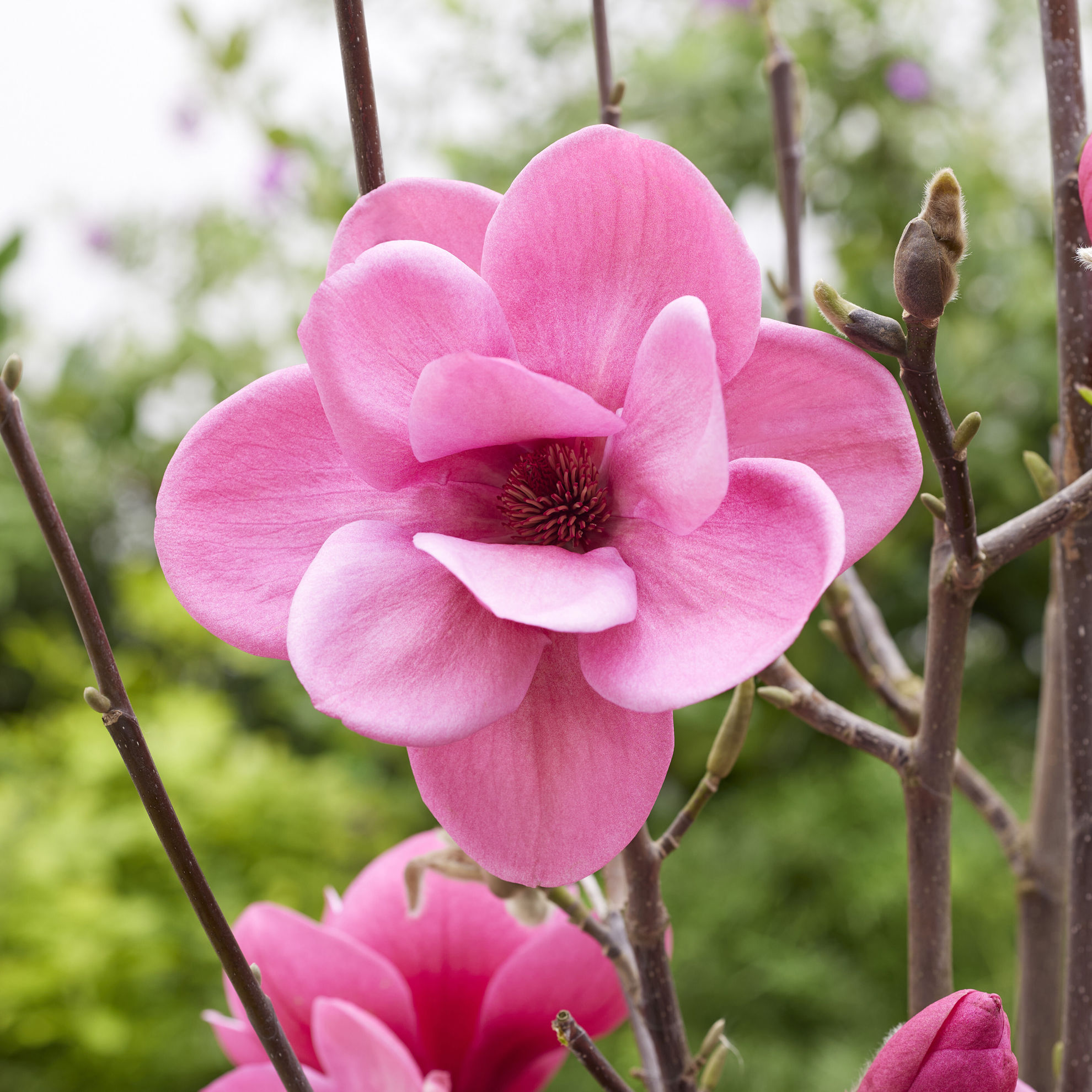 Magnolia MGWAT2011b (Watermelon) PBR | Breederplants