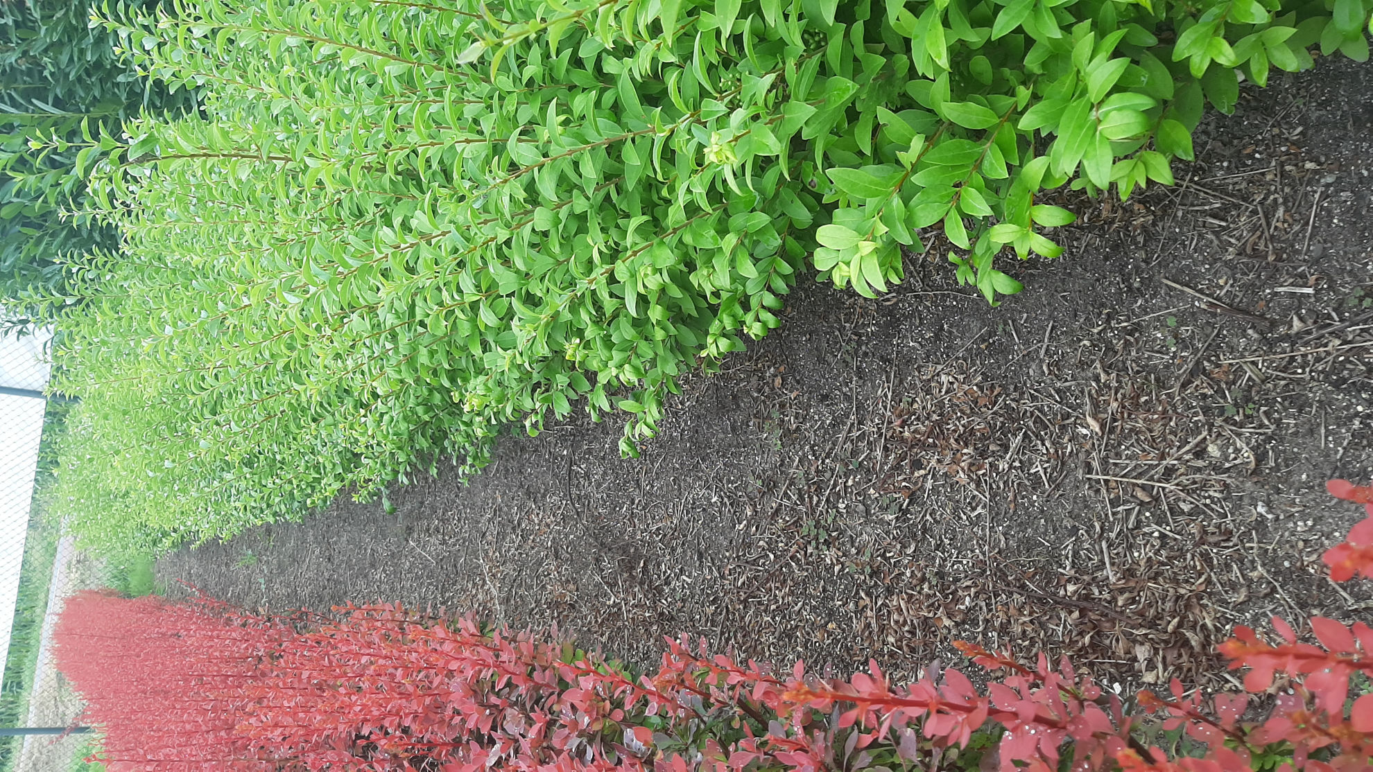 Ligustrum ovalifolium Josalig6 (Little Green Diamond) PBR | Breederplants