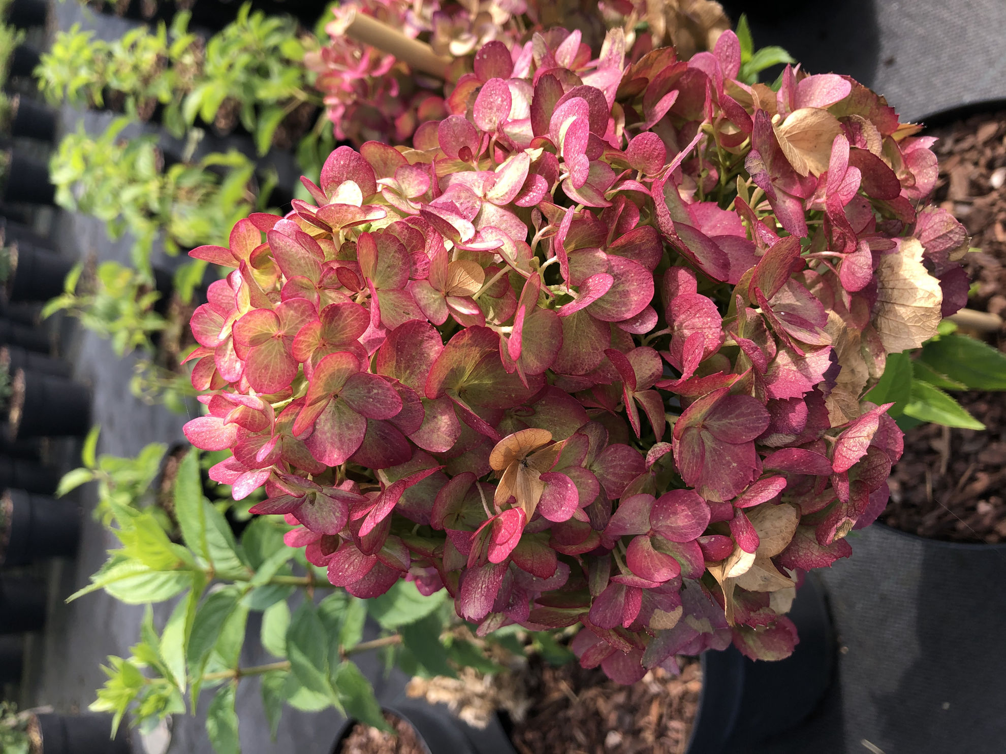 Hydrangea paniculata COUHARIE 'Petite Cherry' USPP | Breederplants